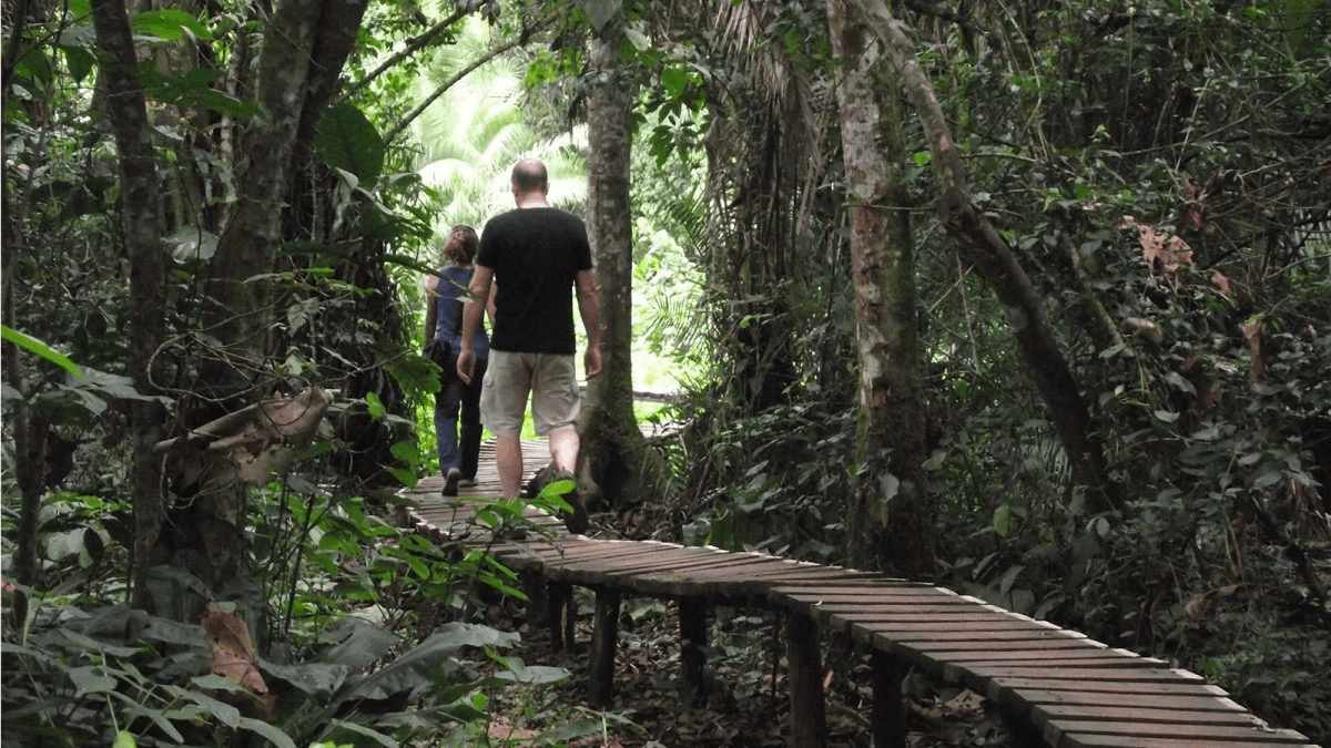 Kibale Forest National park – Muhiga Safaris