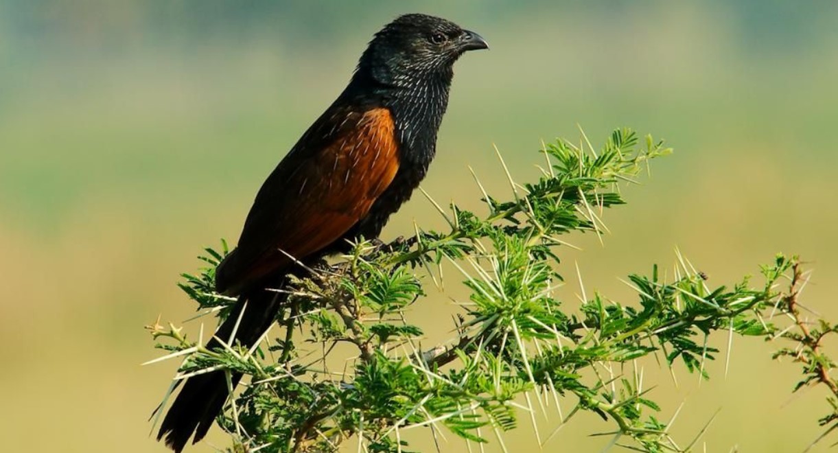 Kidepo valley national park | uganda national parks
